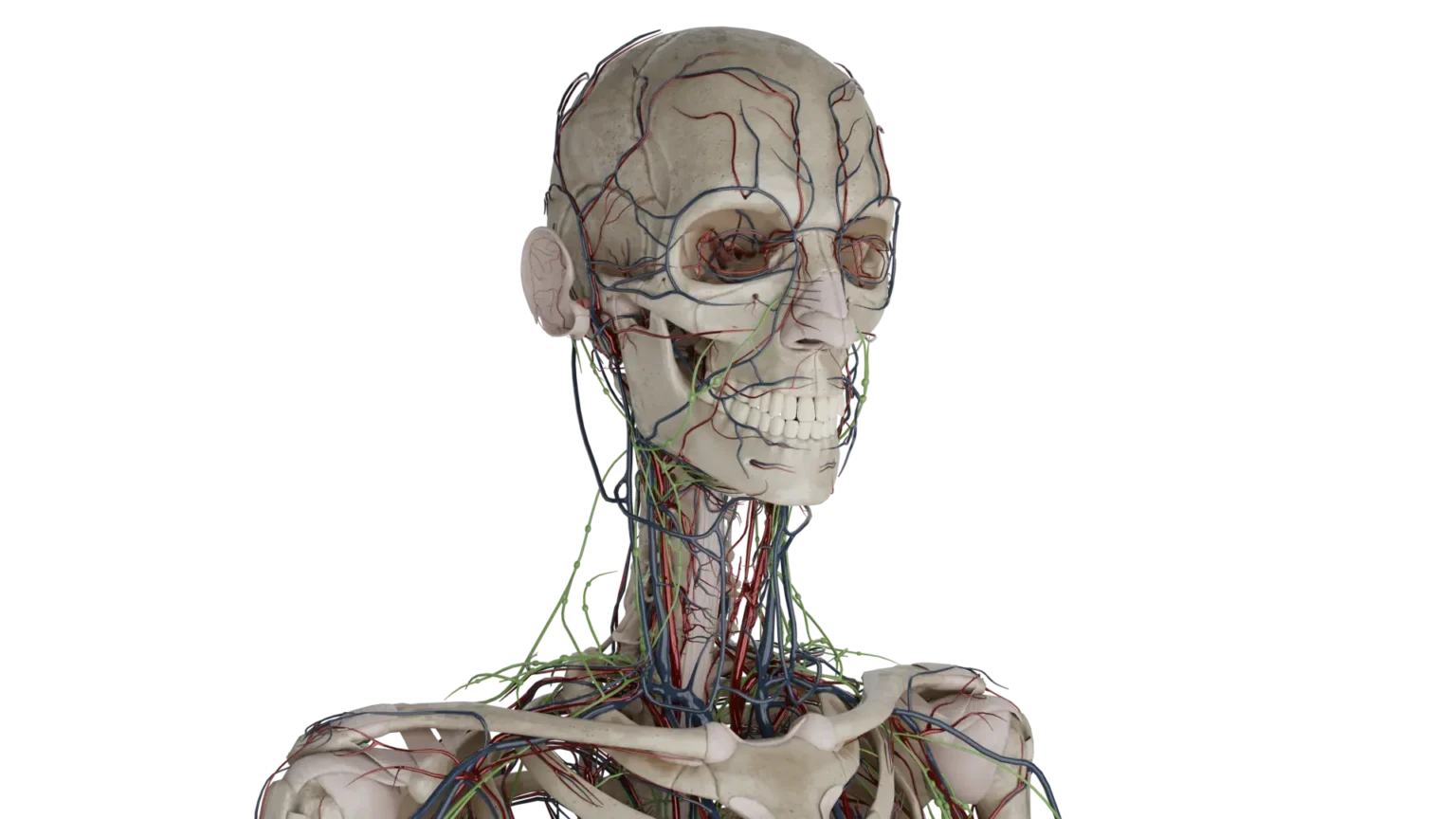 3D-Anatomiemodell der Becken-Gefäße | VOKA